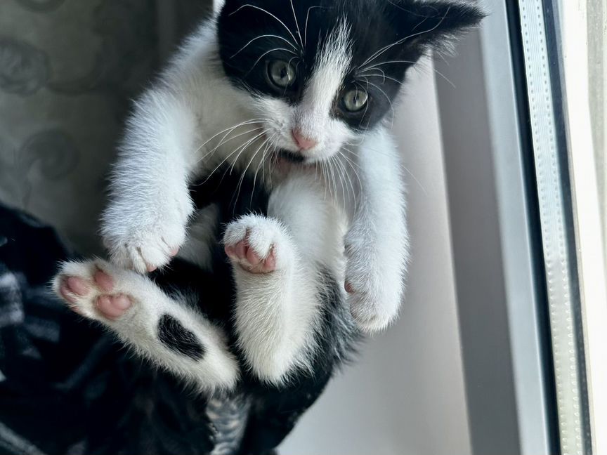 Котенок бездомыш ищет хозяина