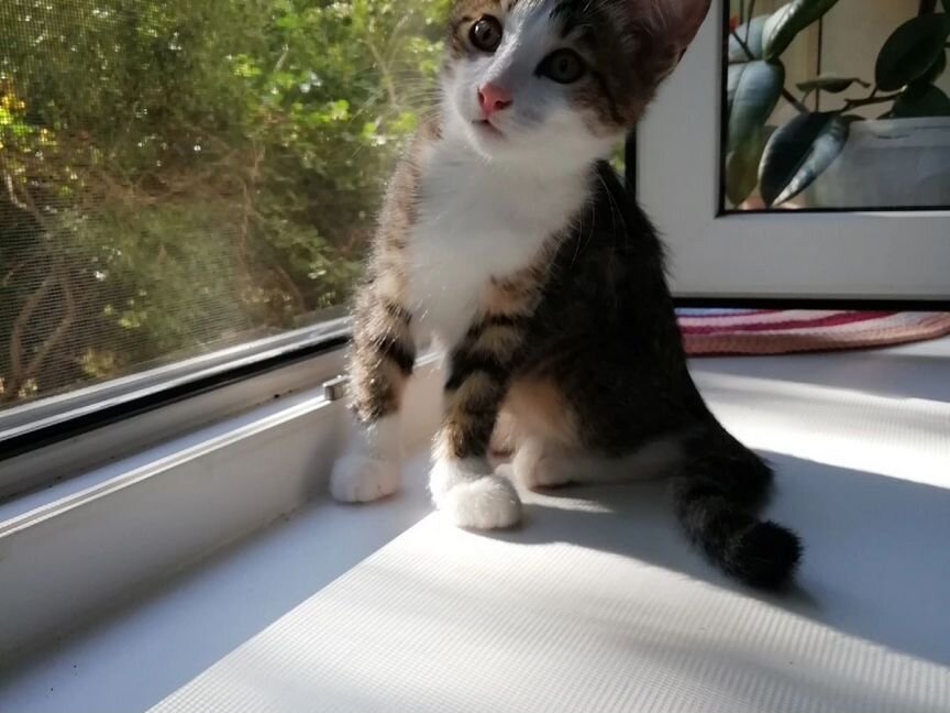 Кошка