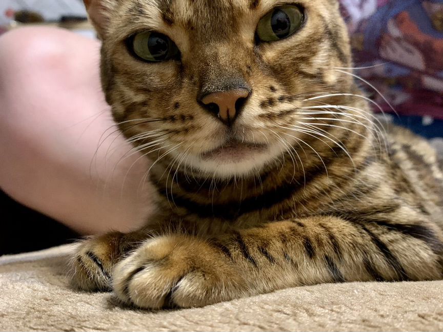 Котята, бенгалы, бенгальская кошка