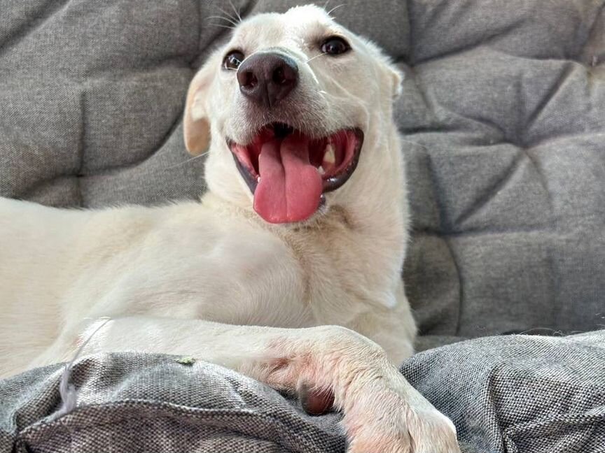 Собака в добрые руки отдам бесплатно