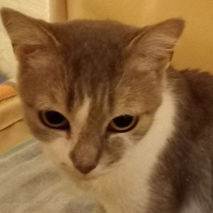 Взрослая кошка в добрые руки