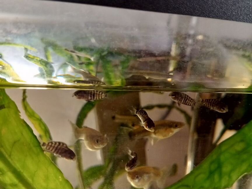 Рыбки цихлиды