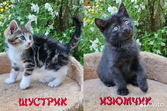 Котята в добрые руки