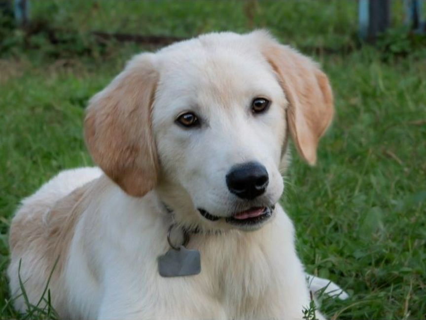 Нежный щенок Марсель в добрые руки