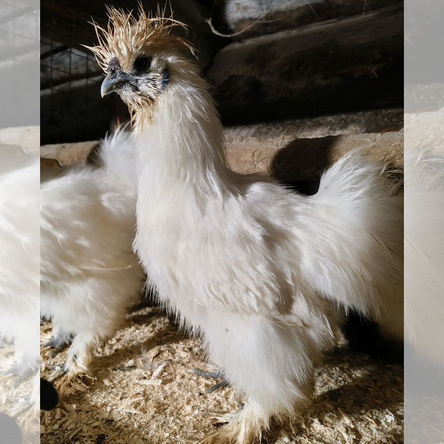 Петух китайский шелковый