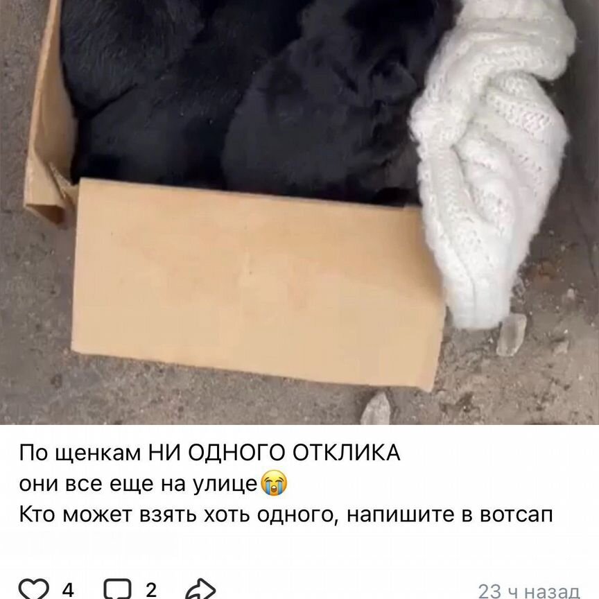 Щенки