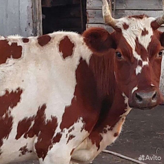 Корова стельная дойная