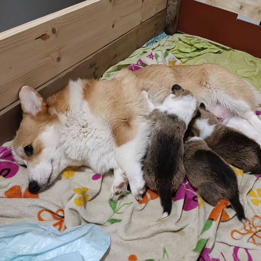 Вельш Корги Пемброк, щенок