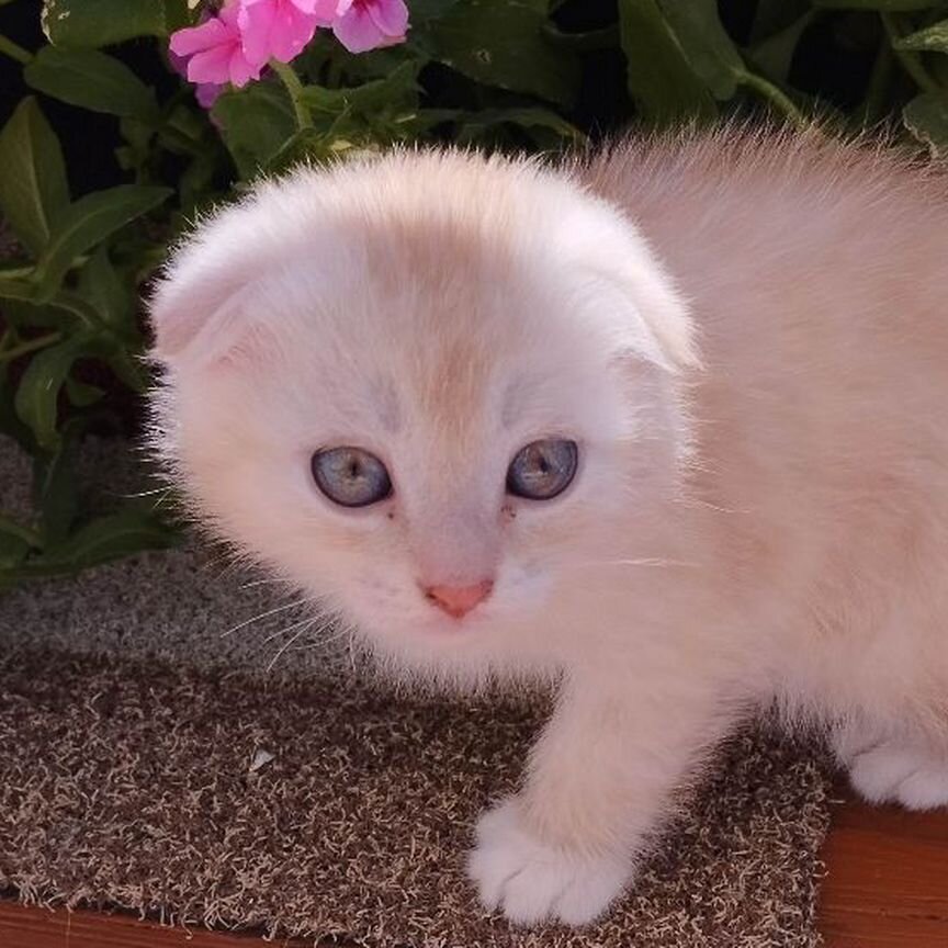Шотландский вислоухий короткошёрстный котёнок