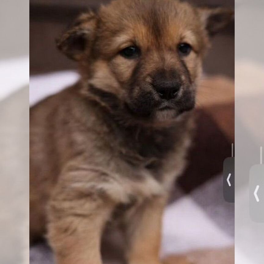 Щенки немецкой овчарки помесь бесплатно