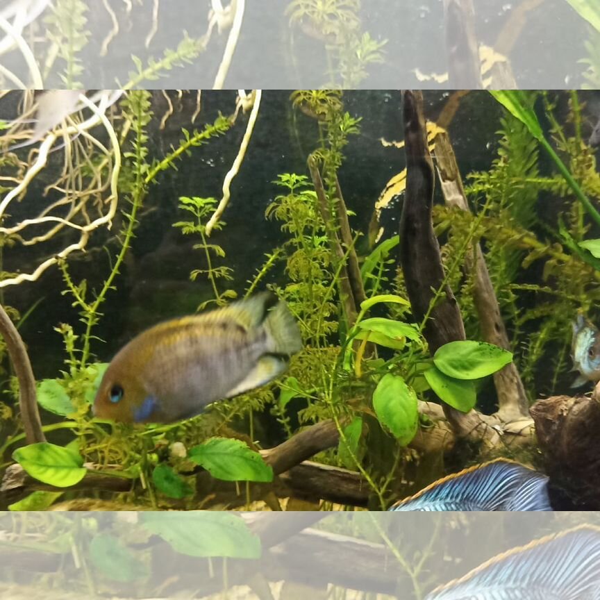 Аквариумные рыбы