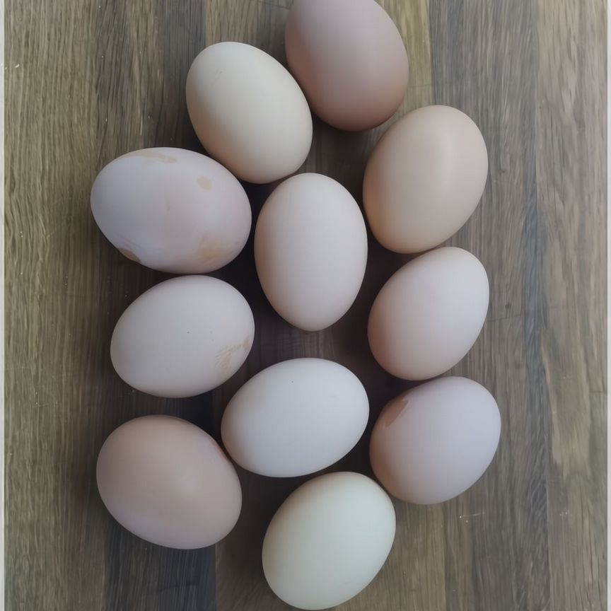 Инкубационное яйцо доминант 959