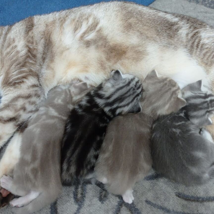 Шотландские веслоухие котята