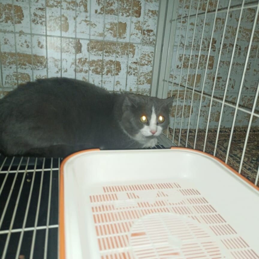 Котейка найденыш