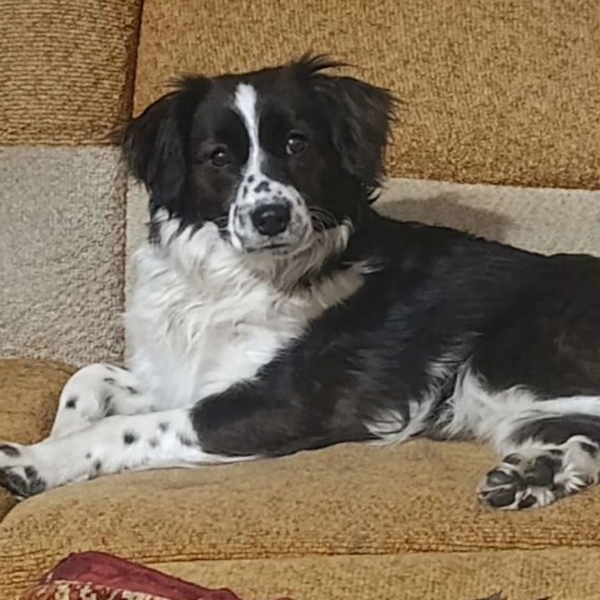 Коикерхондье, щенок