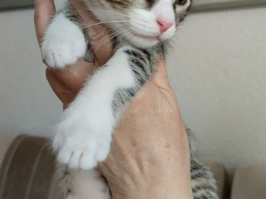Котенок в добрые ручки