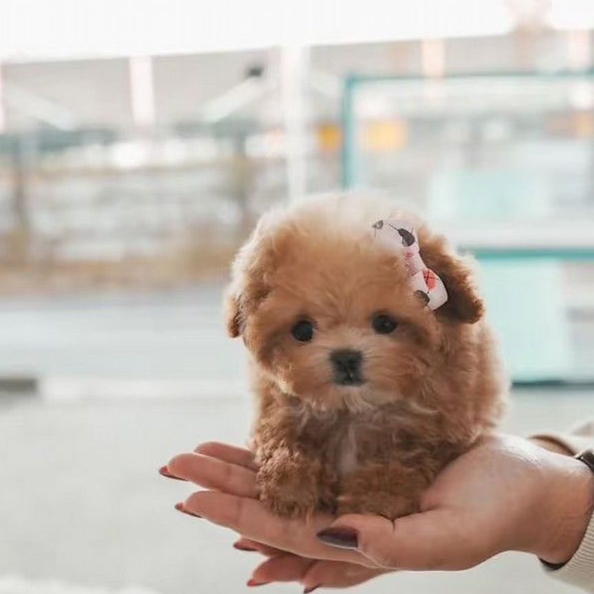 Мальтипу, щенок