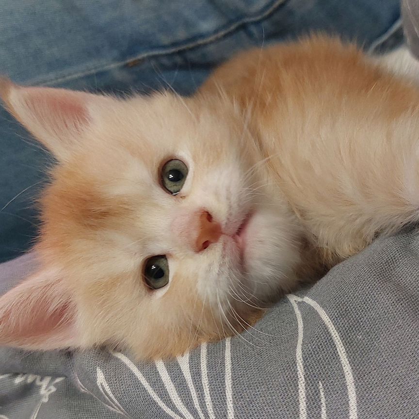 Мистер кот