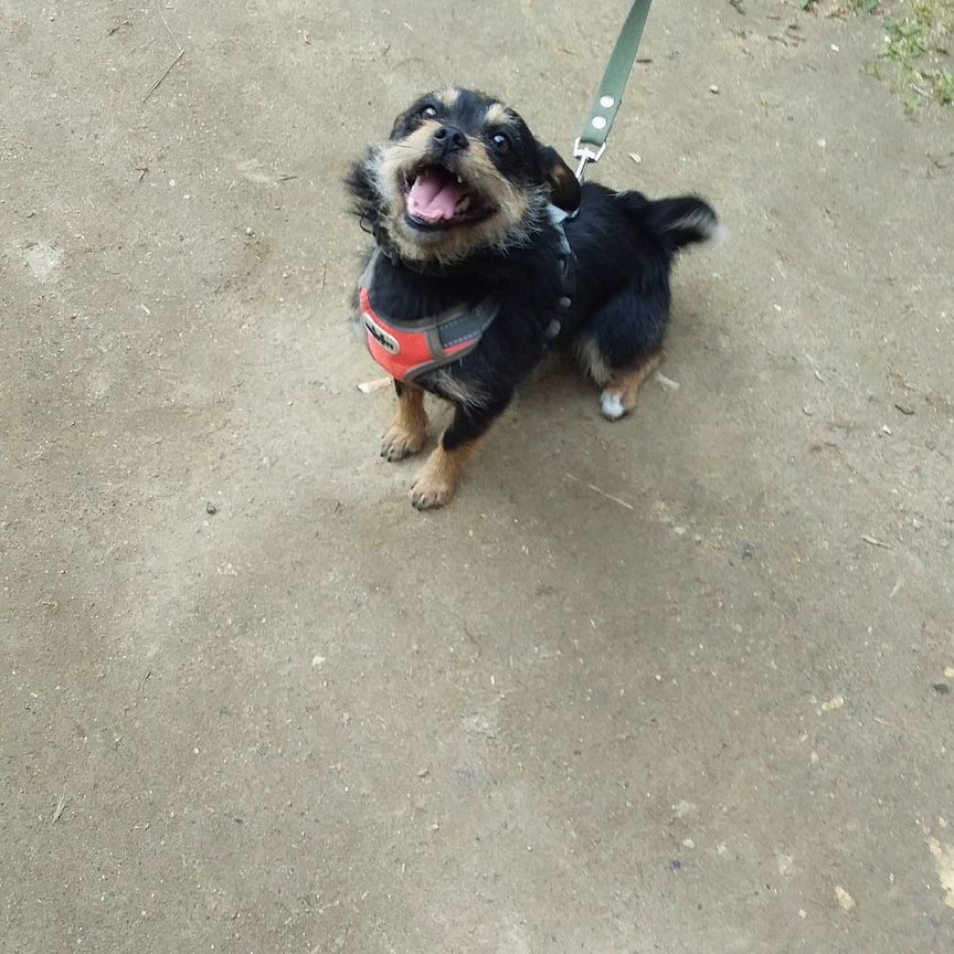 Собачка в добрые ручки