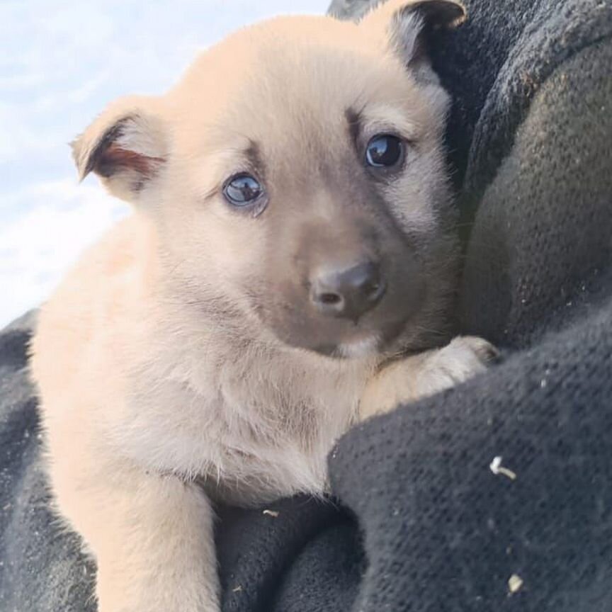 В добрые ручки