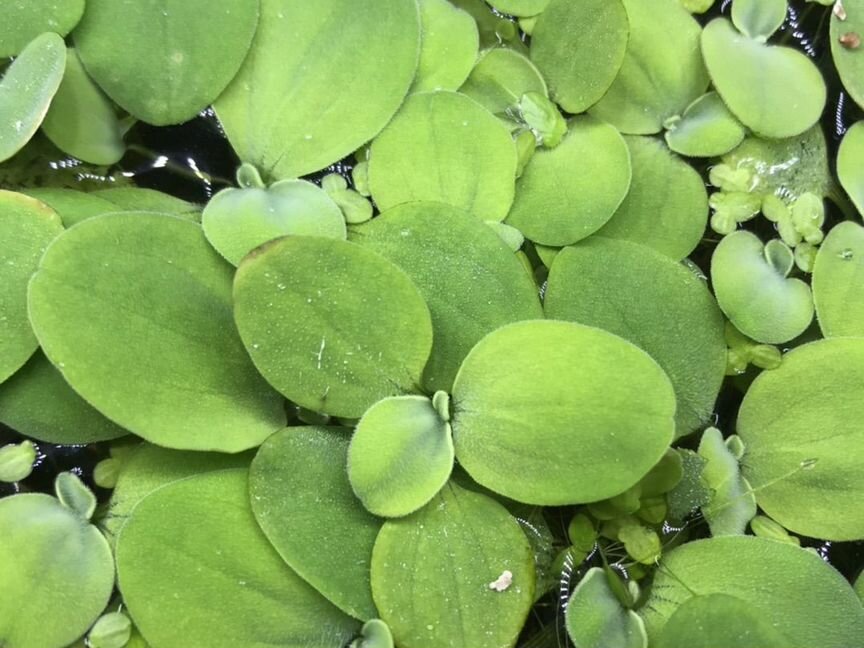 Пистия, сом-анциструс