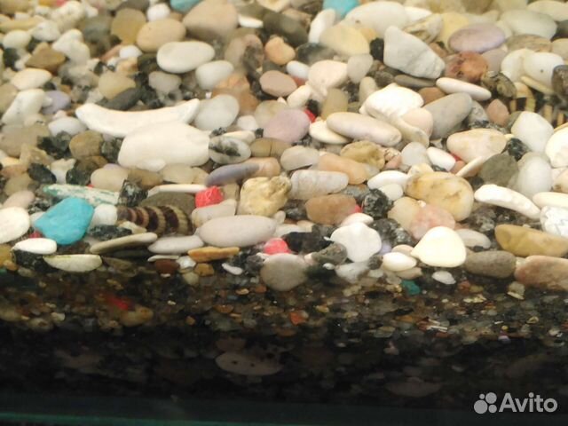 Улитка хелена