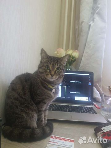 Домашние кошки