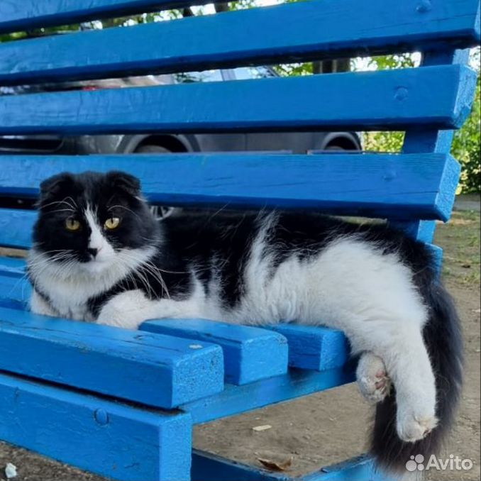 Вислоухий мальчик ждёт семью