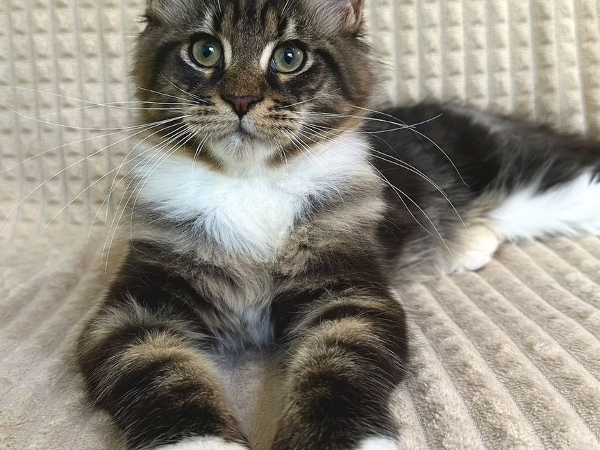 Мейн-кун шоу класса