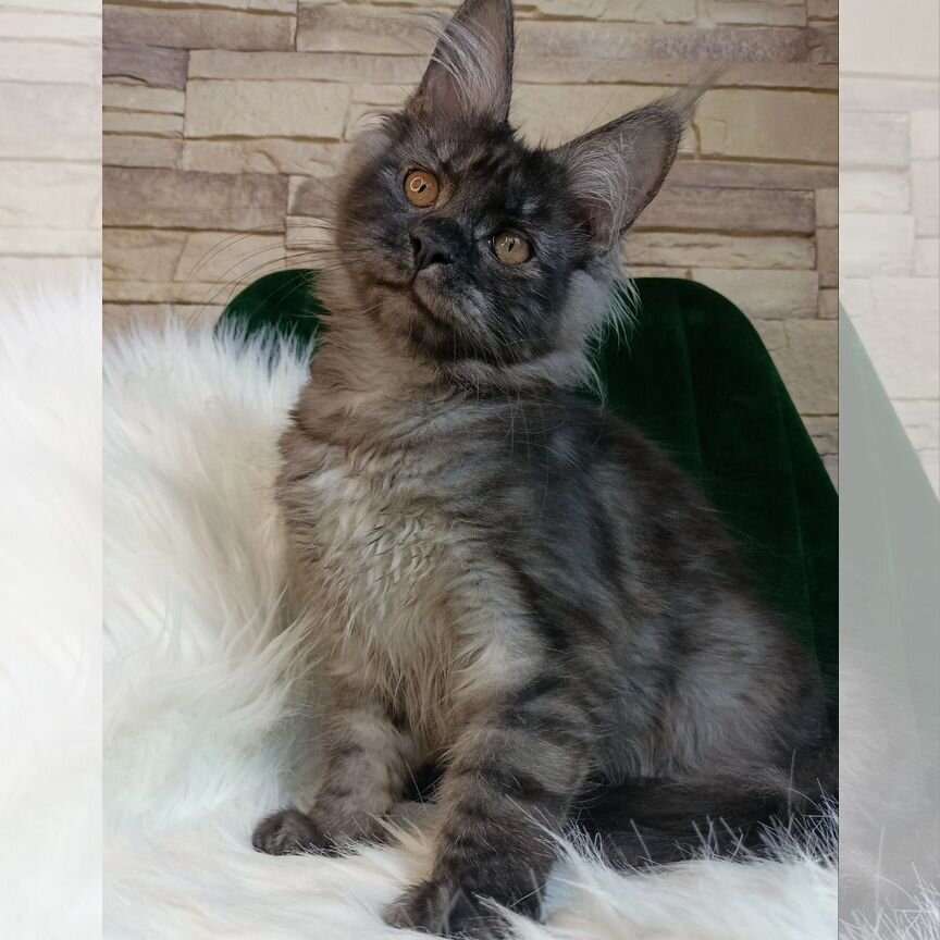 Мейн-кун котёнок