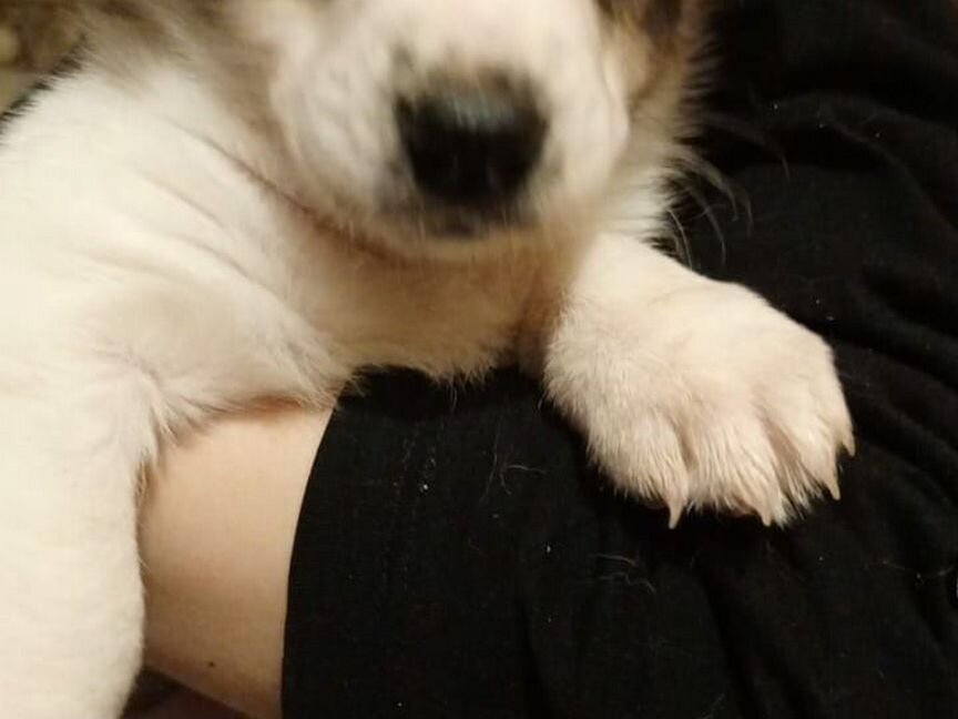 Василиса, щен