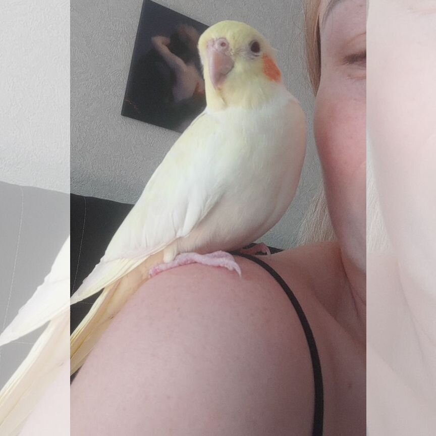 Попугай корелла с клеткой