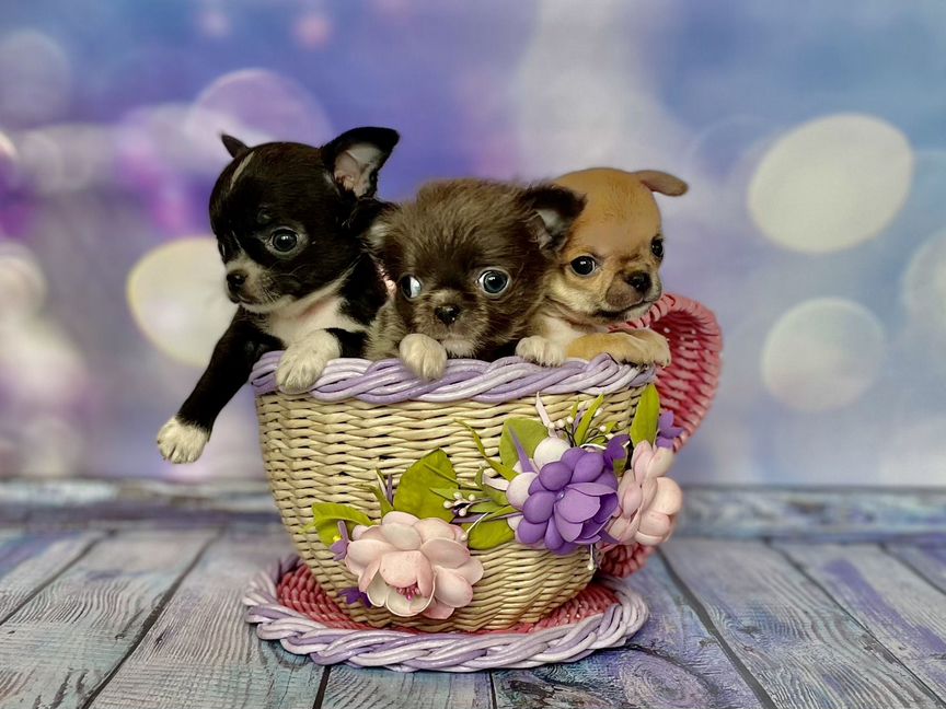 Шикарные щенки чихуахуа, есть мини, документы РКФ