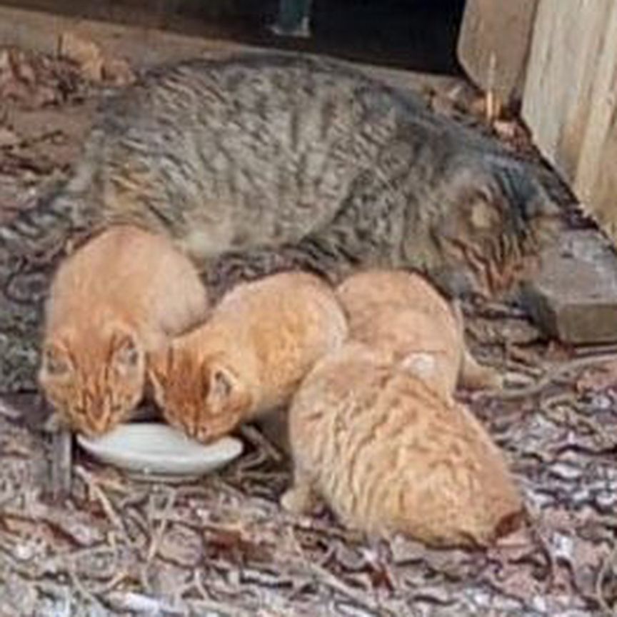 Котёнок в добрые руки