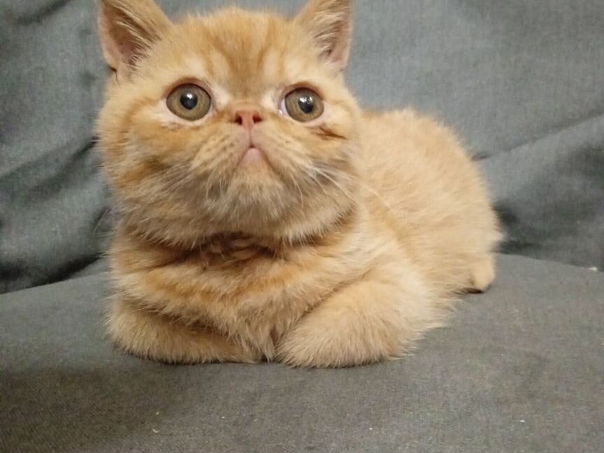 Рыженькое счастье