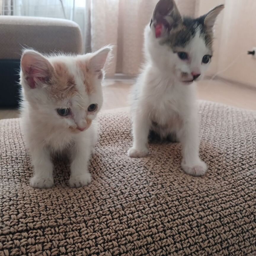 Котята