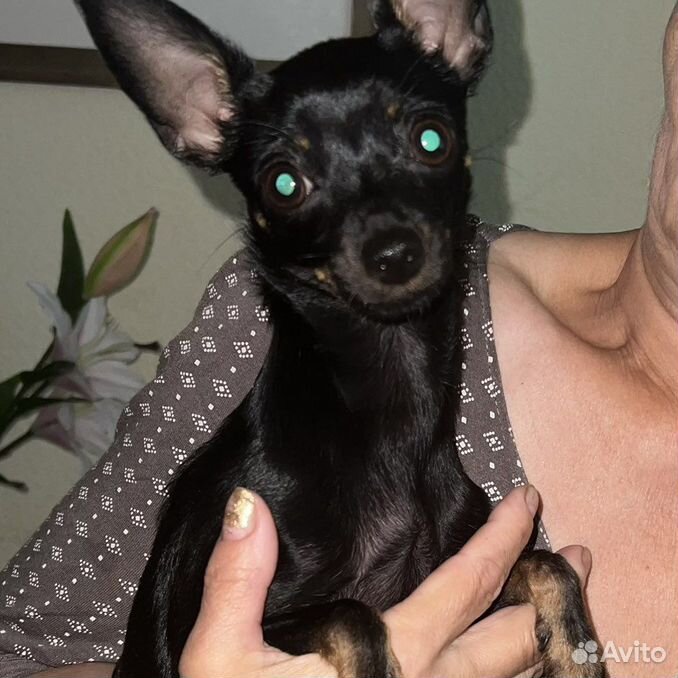 Случка мини той-терьер г.Екатеринбург