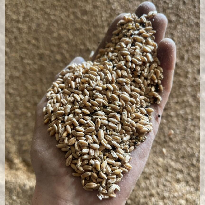 Зерно отходы мягкой пшеницы