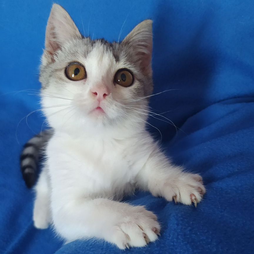 Котёнок в добрые руки