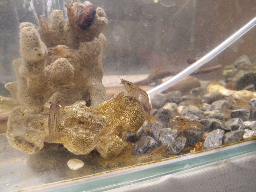 Мраморные раки мальки