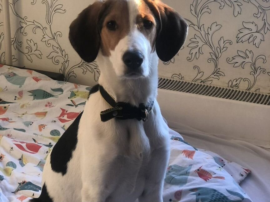 Вязка собак