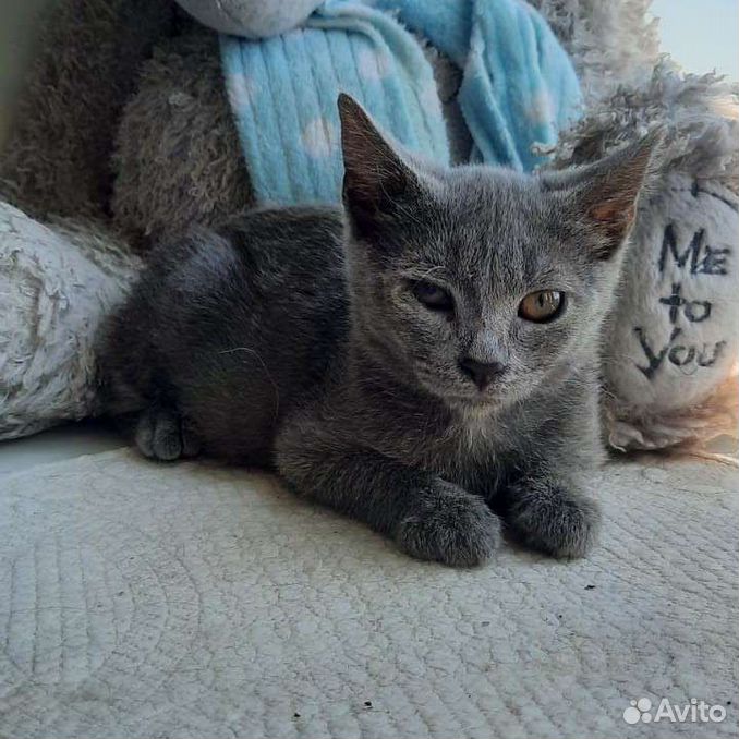 Котенок в Добрые, взрослые руки