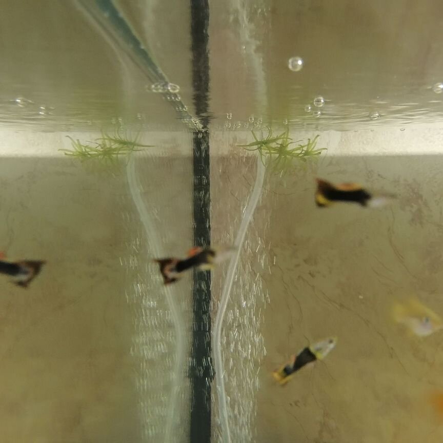 Обменяю Гуппи самцов на самок