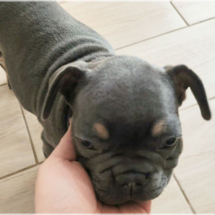 Французский будьдог щенки