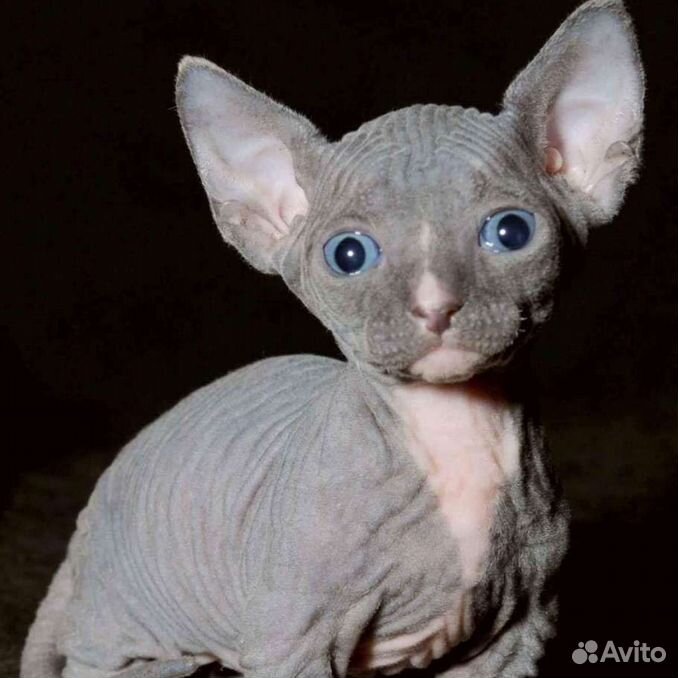 Сфинкс бомбино