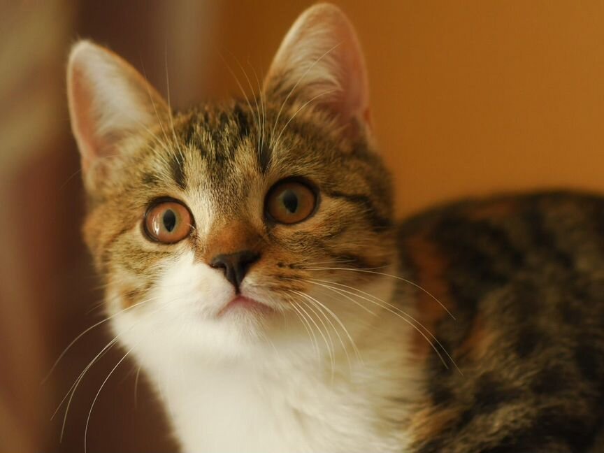 Котенок в добрые руки