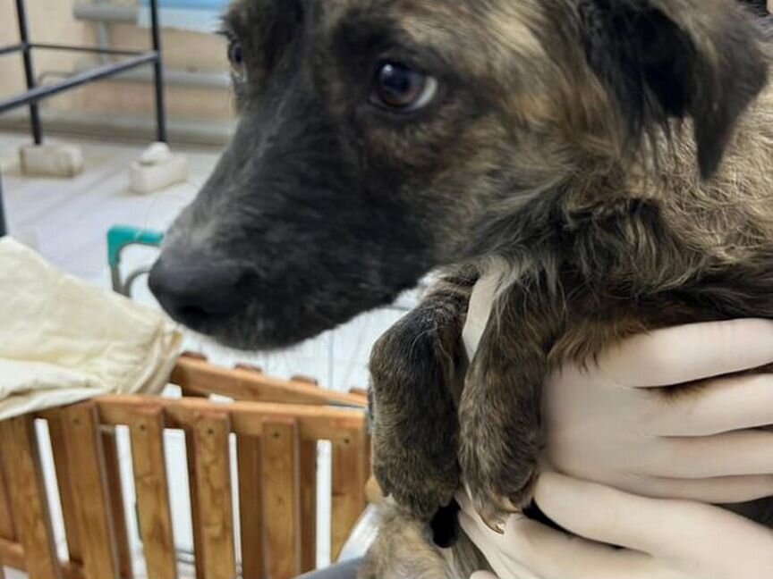 Тигровая собачка из сгоревшего приюта небольшая