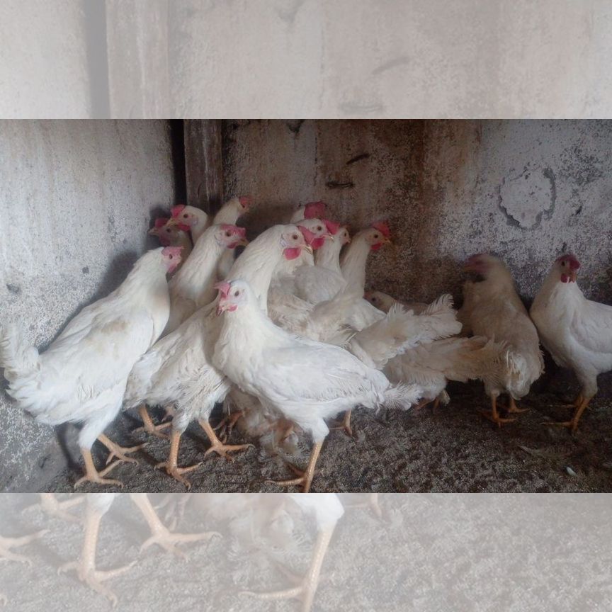 Красные и белые куры