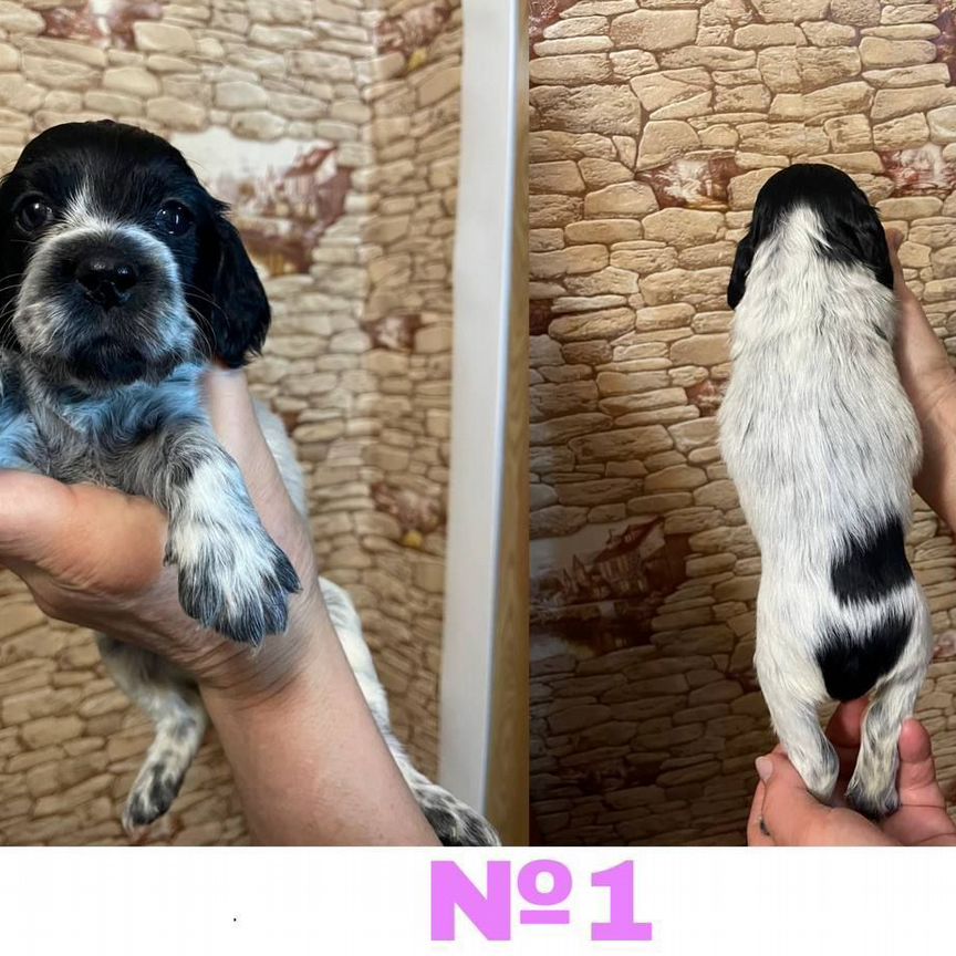 Русский охотничий спаниель, щенок