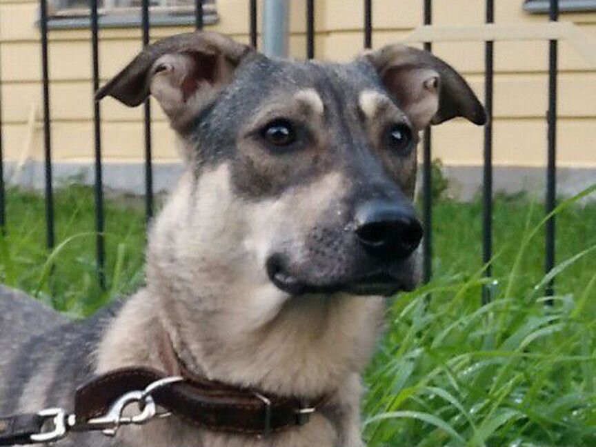 Собаки из приюта: Ники